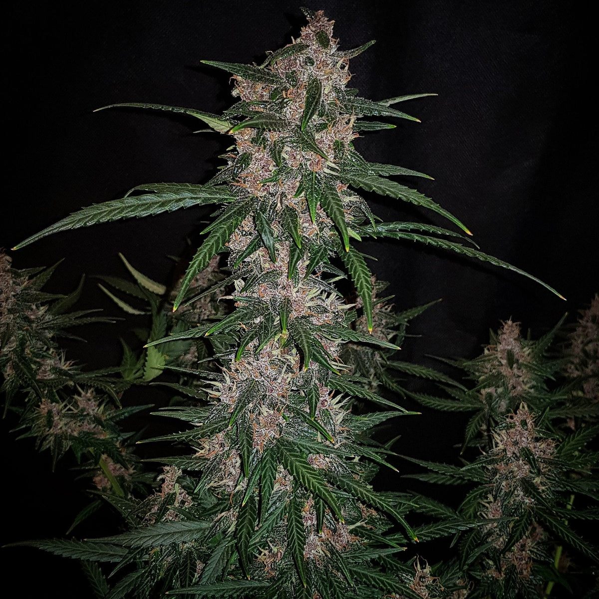 Fast Buds C4 Autoflower Strain: Ertrag, Wirkung & Geschmack im Test